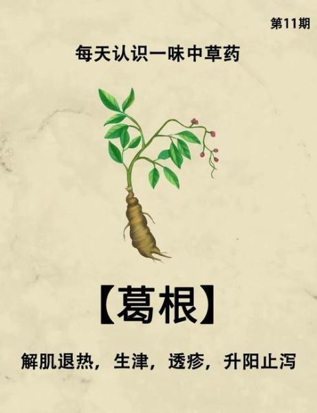 葛根的功效与作用有哪些_葛根的害处和禁忌是什么-第3张图片-山城妙识