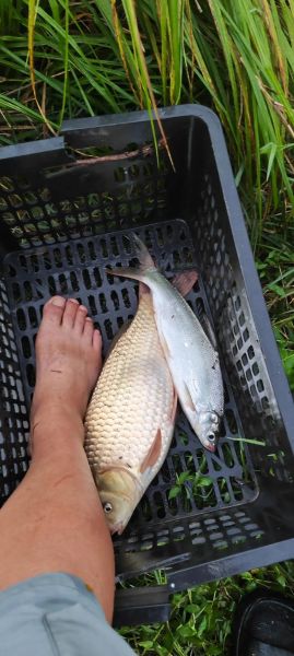 黄金鲫鱼一年能长多大_黄金鲫鱼一年能长几斤-第1张图片-山城妙识 黄金鲫鱼一年能长多大_黄金鲫鱼一年能长几斤-第1张图片-山城妙识