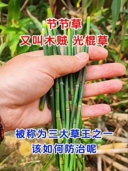 节节草图片长什么样_节节草的功效与作用-第1张图片-山城妙识
