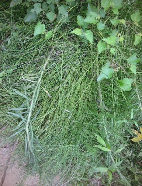 节节草图片长什么样_节节草的功效与作用-第3张图片-山城妙识