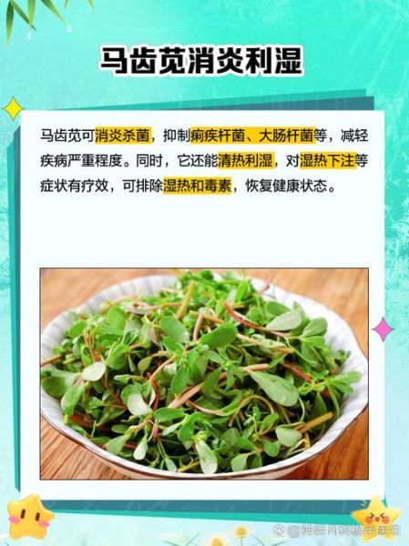 马齿苋的功效和作用是什么_马齿苋怎么吃效果最好-第2张图片-山城妙识 马齿苋的功效和作用是什么_马齿苋怎么吃效果最好-第2张图片-山城妙识