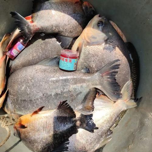 黑坑红鲳鱼怎么钓_黑坑红鲳鱼钓法技巧-第3张图片-山城妙识