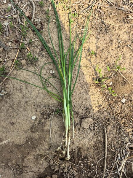 野山葱花是什么_野山葱花怎么吃-第3张图片-山城妙识