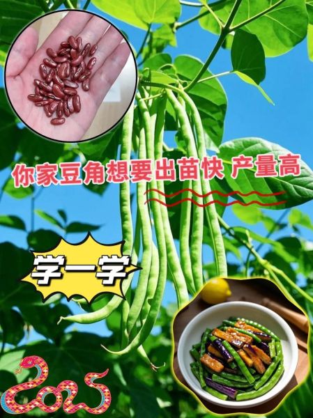长豇豆怎么做好吃_长豇豆种植时间和方法-第1张图片-山城妙识