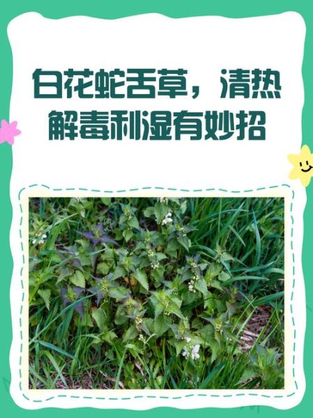 正宗白花蛇舌草图片_如何辨别真假-第2张图片-山城妙识