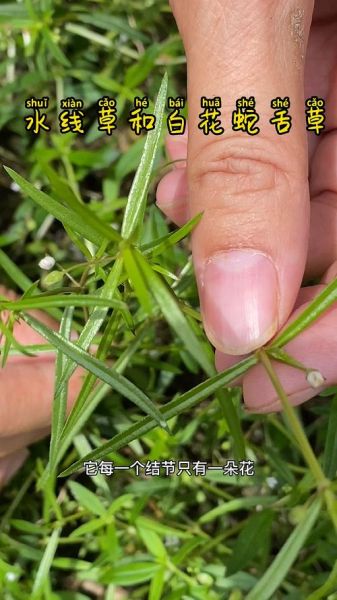 正宗白花蛇舌草图片_如何辨别真假-第3张图片-山城妙识