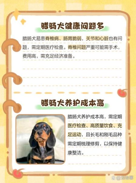 腊肠犬为什么没人养_腊肠犬的缺点有哪些-第1张图片-山城妙识 腊肠犬为什么没人养_腊肠犬的缺点有哪些-第1张图片-山城妙识