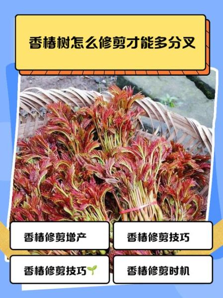 香椿树怎么修剪发芽多_香椿树几月份修剪最合适-第1张图片-山城妙识 香椿树怎么修剪发芽多_香椿树几月份修剪最合适-第1张图片-山城妙识