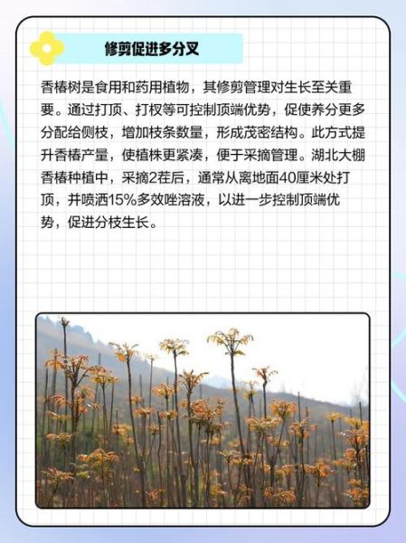 香椿树怎么修剪发芽多_香椿树几月份修剪最合适-第2张图片-山城妙识 香椿树怎么修剪发芽多_香椿树几月份修剪最合适-第2张图片-山城妙识