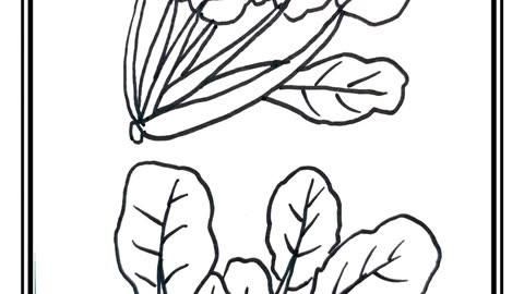 菠菜卡通图片怎么画_菠菜简笔画步骤-第3张图片-山城妙识