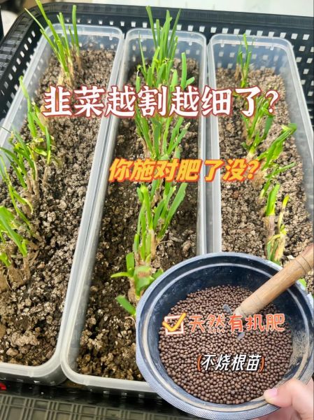 韭菜怎么种_韭菜多久能收割-第1张图片-山城妙识 韭菜怎么种_韭菜多久能收割-第1张图片-山城妙识