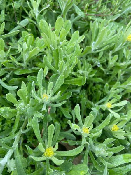 鼠曲草的功效与作用及禁忌_鼠曲草怎么吃效果最好-第3张图片-山城妙识 鼠曲草的功效与作用及禁忌_鼠曲草怎么吃效果最好-第3张图片-山城妙识