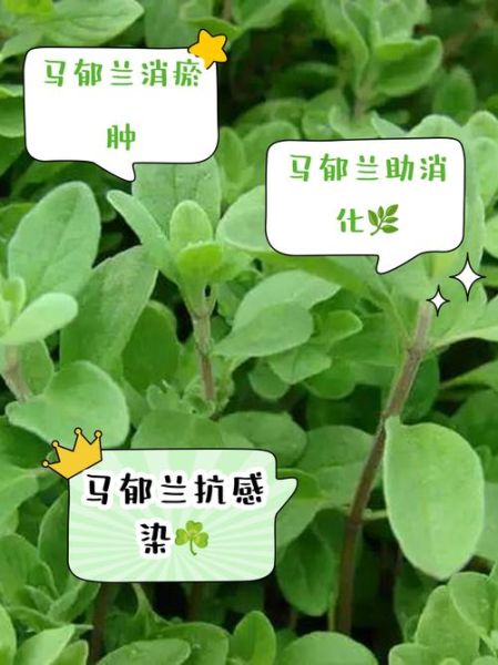 马郁兰精油的功效与作用_马郁兰精油怎么用-第2张图片-山城妙识 马郁兰精油的功效与作用_马郁兰精油怎么用-第2张图片-山城妙识