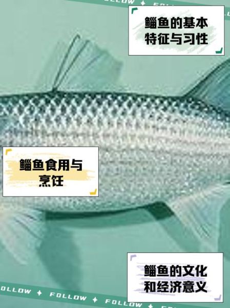 鲻鱼怎么钓_鲻鱼吃什么饵料-第3张图片-山城妙识 鲻鱼怎么钓_鲻鱼吃什么饵料-第3张图片-山城妙识