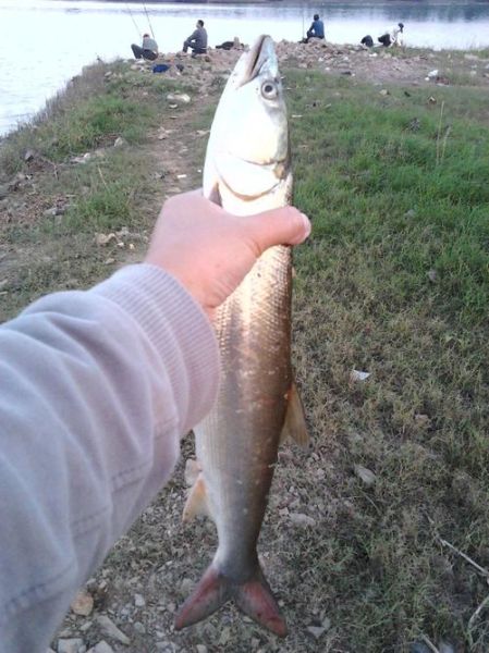 长江鳡鱼多少钱一斤_长江鳡鱼价格行情-第3张图片-山城妙识 长江鳡鱼多少钱一斤_长江鳡鱼价格行情-第3张图片-山城妙识