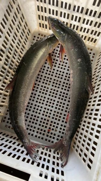 长江鳡鱼多少钱一斤_长江鳡鱼价格行情-第2张图片-山城妙识 长江鳡鱼多少钱一斤_长江鳡鱼价格行情-第2张图片-山城妙识