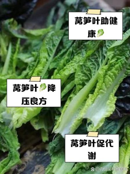 莴苣长什么样子_莴苣叶子和生菜区别-第2张图片-山城妙识 莴苣长什么样子_莴苣叶子和生菜区别-第2张图片-山城妙识