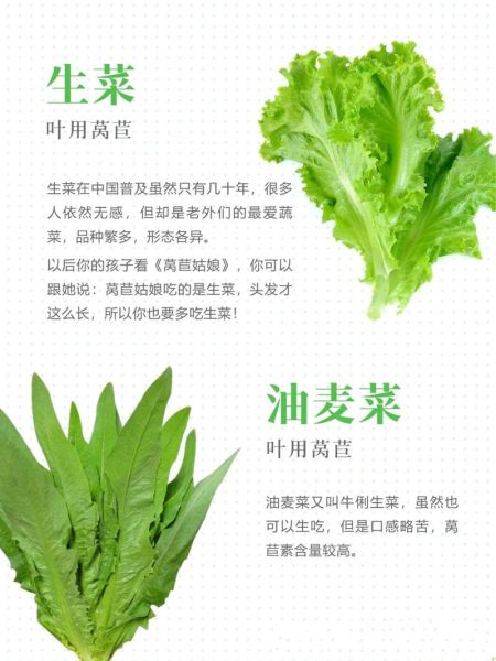 莴苣长什么样子_莴苣叶子和生菜区别-第3张图片-山城妙识 莴苣长什么样子_莴苣叶子和生菜区别-第3张图片-山城妙识