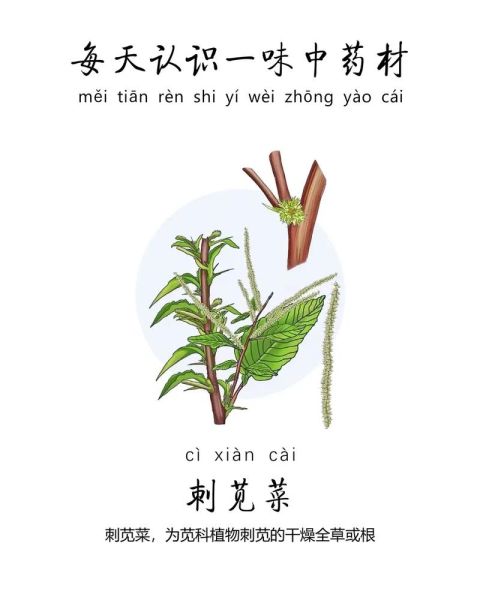 野苋菜怎么读_野苋菜的功效与作用-第3张图片-山城妙识