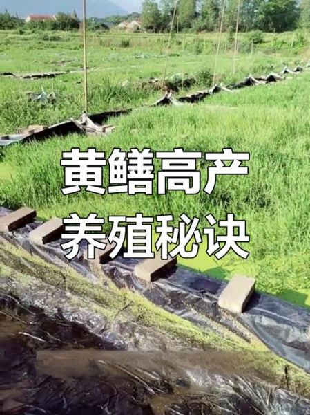 黄鳝养殖池怎么建_黄鳝养殖池建造图详解-第1张图片-山城妙识 黄鳝养殖池怎么建_黄鳝养殖池建造图详解-第1张图片-山城妙识