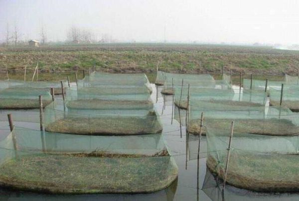 黄鳝养殖池怎么建_黄鳝养殖池建造图详解-第2张图片-山城妙识 黄鳝养殖池怎么建_黄鳝养殖池建造图详解-第2张图片-山城妙识