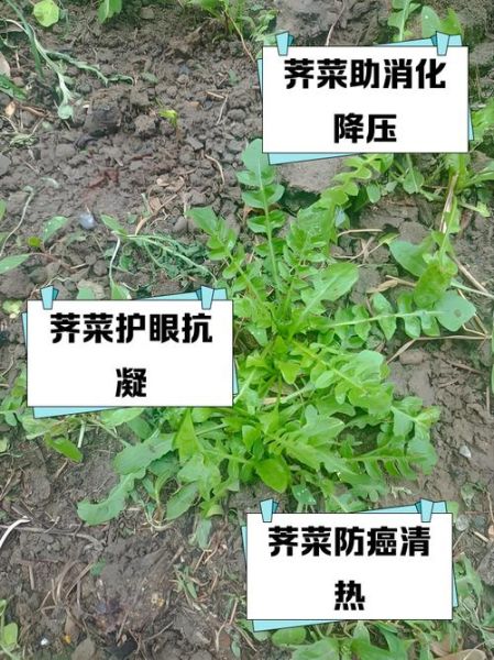 荠荠菜的功效与作用_荠荠菜怎么吃最养生-第3张图片-山城妙识 荠荠菜的功效与作用_荠荠菜怎么吃最养生-第3张图片-山城妙识