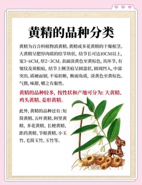 黄精禁忌人群_哪些人不能吃黄精-第3张图片-山城妙识 黄精禁忌人群_哪些人不能吃黄精-第3张图片-山城妙识