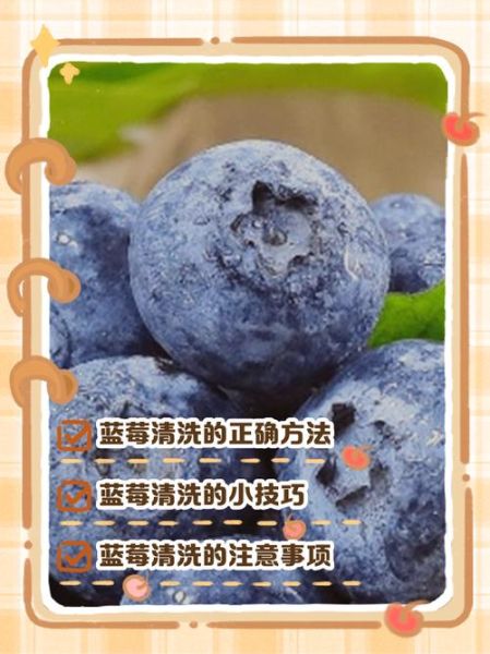 蓝莓怎么洗才干净_蓝莓清洗的正确方法-第3张图片-山城妙识