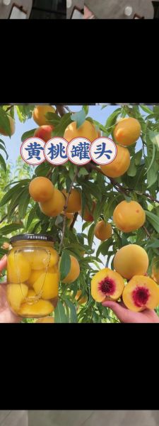 黄桃图库怎么下载_黄桃图库有哪些特色-第3张图片-山城妙识 黄桃图库怎么下载_黄桃图库有哪些特色-第3张图片-山城妙识