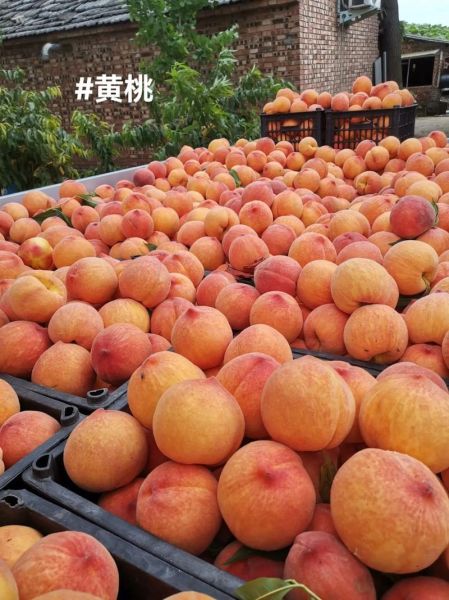 黄桃图库怎么下载_黄桃图库有哪些特色-第1张图片-山城妙识 黄桃图库怎么下载_黄桃图库有哪些特色-第1张图片-山城妙识