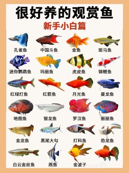鱼类大全名称图片大全_淡水鱼种类有哪些-第2张图片-山城妙识 鱼类大全名称图片大全_淡水鱼种类有哪些-第2张图片-山城妙识