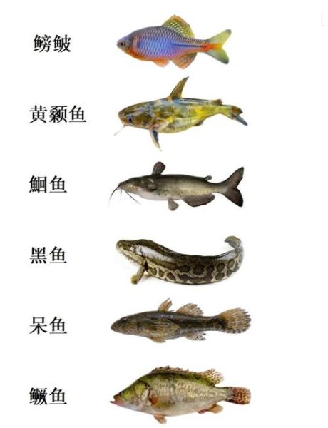 鱼类大全名称图片大全_淡水鱼种类有哪些-第1张图片-山城妙识 鱼类大全名称图片大全_淡水鱼种类有哪些-第1张图片-山城妙识