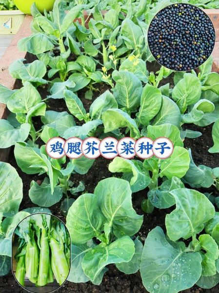 芥兰苗图片_芥兰苗和西兰花苗区别-第2张图片-山城妙识