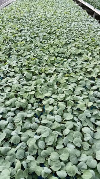芥兰苗图片_芥兰苗和西兰花苗区别-第3张图片-山城妙识