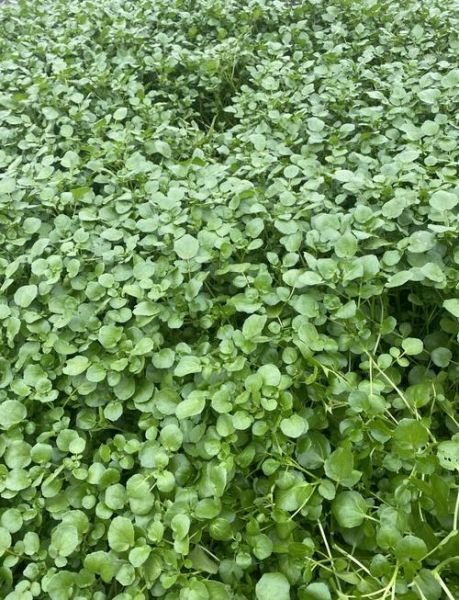 豆瓣菜有什么功效_豆瓣菜怎么吃最营养-第1张图片-山城妙识 豆瓣菜有什么功效_豆瓣菜怎么吃最营养-第1张图片-山城妙识