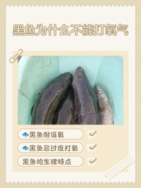 黑鱼为什么脏_黑鱼污染真相-第2张图片-山城妙识 黑鱼为什么脏_黑鱼污染真相-第2张图片-山城妙识