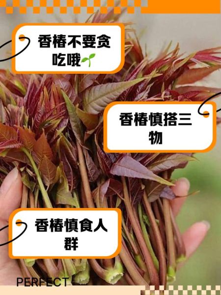 香椿什么人不能吃_孕妇能吃香椿吗-第1张图片-山城妙识 香椿什么人不能吃_孕妇能吃香椿吗-第1张图片-山城妙识