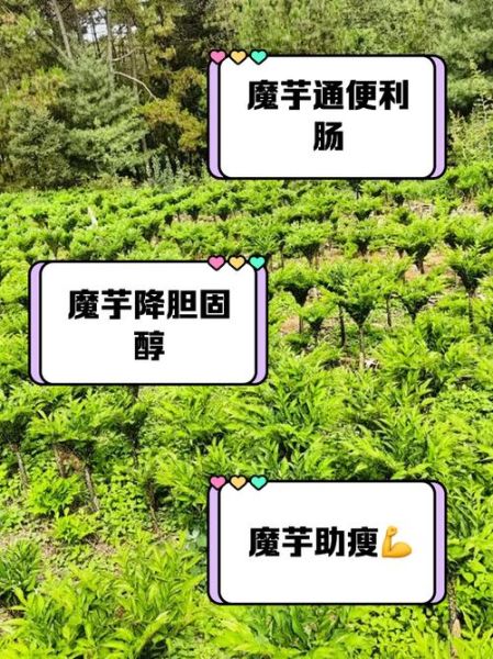 魔芋能减肥吗_魔芋的功效与作用有哪些-第1张图片-山城妙识
