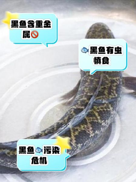 黑鱼为什么脏_黑鱼污染真相-第1张图片-山城妙识 黑鱼为什么脏_黑鱼污染真相-第1张图片-山城妙识