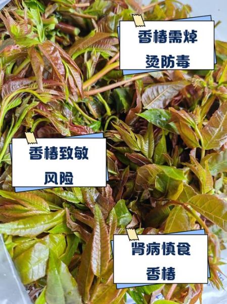 香椿什么人不能吃_孕妇能吃香椿吗-第3张图片-山城妙识 香椿什么人不能吃_孕妇能吃香椿吗-第3张图片-山城妙识