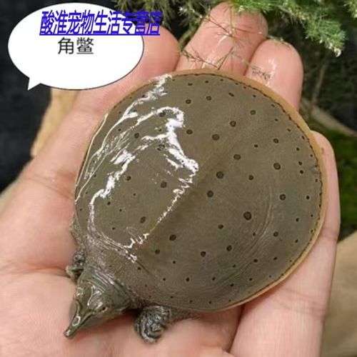 甲鱼苗批发价格_甲鱼苗哪里买便宜-第2张图片-山城妙识 甲鱼苗批发价格_甲鱼苗哪里买便宜-第2张图片-山城妙识