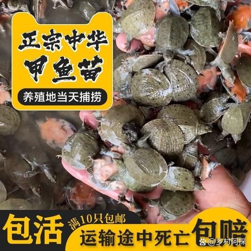 甲鱼苗批发价格_甲鱼苗哪里买便宜-第3张图片-山城妙识 甲鱼苗批发价格_甲鱼苗哪里买便宜-第3张图片-山城妙识