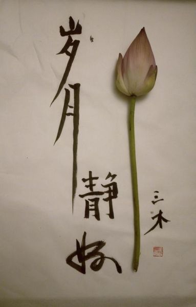 藕断丝连图片_情感寓意是什么-第1张图片-山城妙识