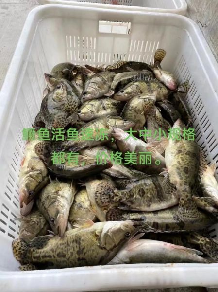 鳜鱼价格今日价_鳜鱼多少钱一斤-第1张图片-山城妙识