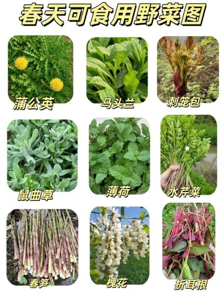 野菜图片大全带名字_哪些野菜可以吃-第1张图片-山城妙识