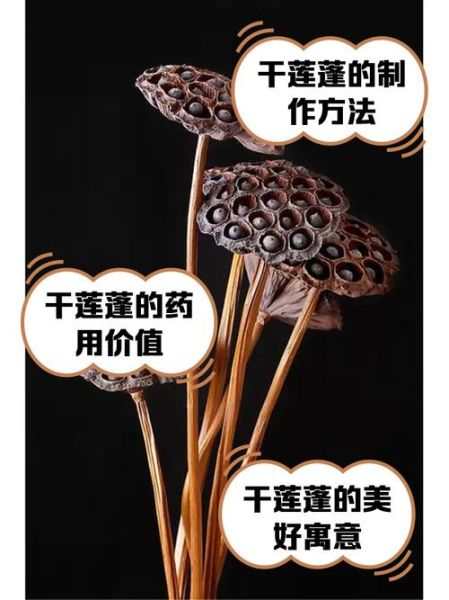 莲蓬寓意是什么_莲蓬象征什么-第1张图片-山城妙识 莲蓬寓意是什么_莲蓬象征什么-第1张图片-山城妙识