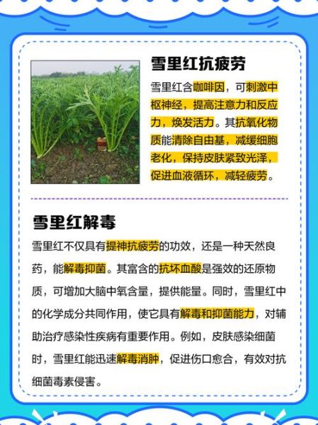 雪里红有几个品种_雪里红品种图解-第1张图片-山城妙识 雪里红有几个品种_雪里红品种图解-第1张图片-山城妙识