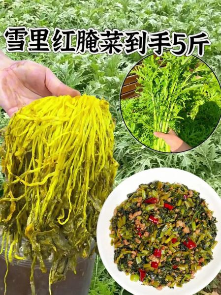 雪里红有几个品种_雪里红品种图解-第2张图片-山城妙识 雪里红有几个品种_雪里红品种图解-第2张图片-山城妙识