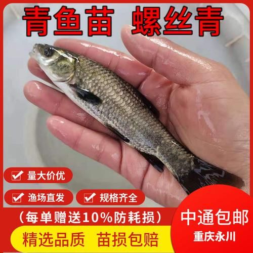 青鱼苗批发价格_青鱼苗哪里买便宜-第2张图片-山城妙识 青鱼苗批发价格_青鱼苗哪里买便宜-第2张图片-山城妙识