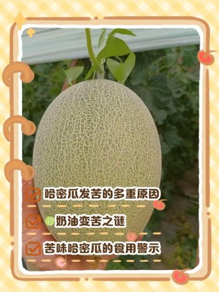 哈密瓜为什么苦_吃了会中毒吗-第1张图片-山城妙识 哈密瓜为什么苦_吃了会中毒吗-第1张图片-山城妙识